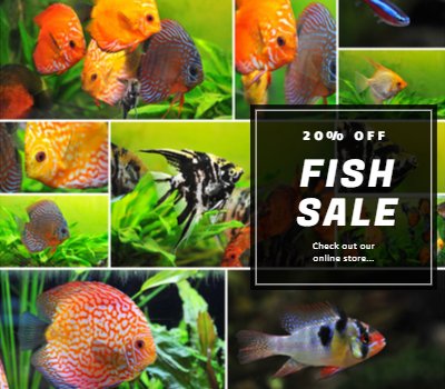 Rainforest Fish | Rainforestfish.ie | Buy Fish Online
