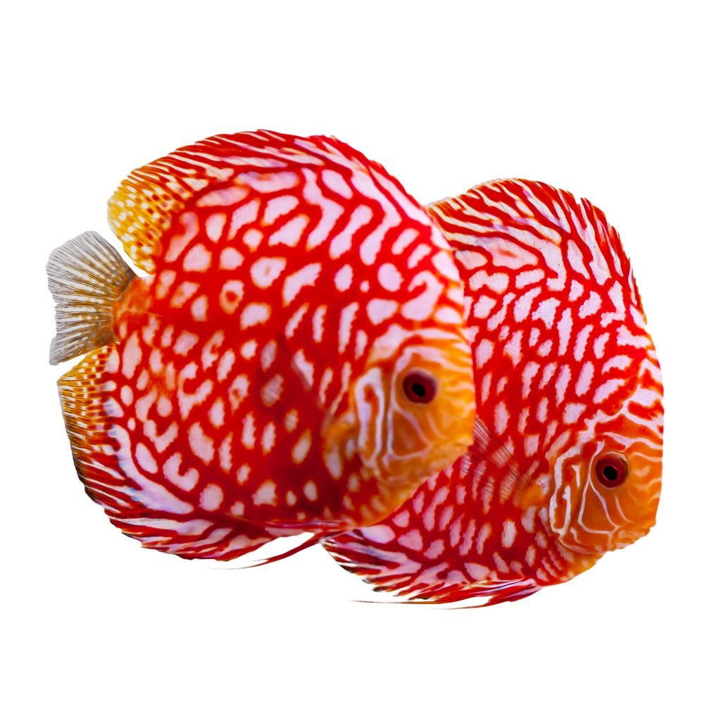 Blue Angel Discus Fish | Rainforestfish.ie