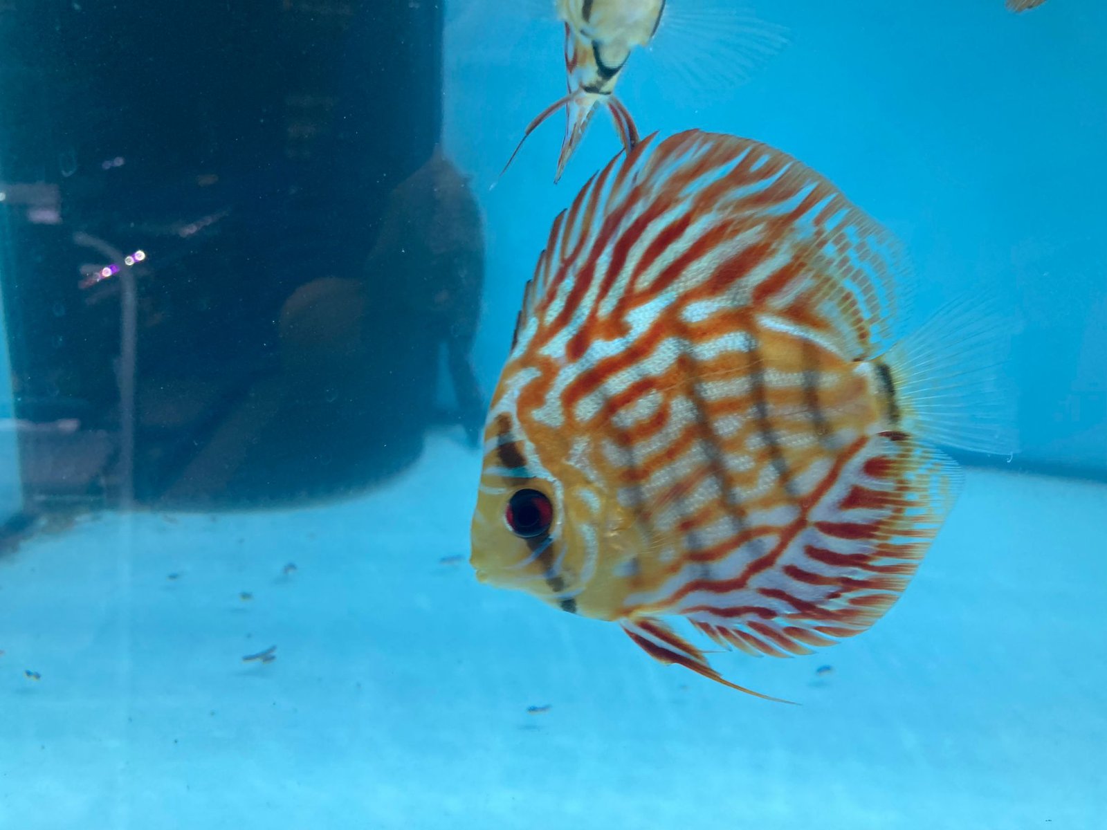 German Wonder – Rainforest Fish