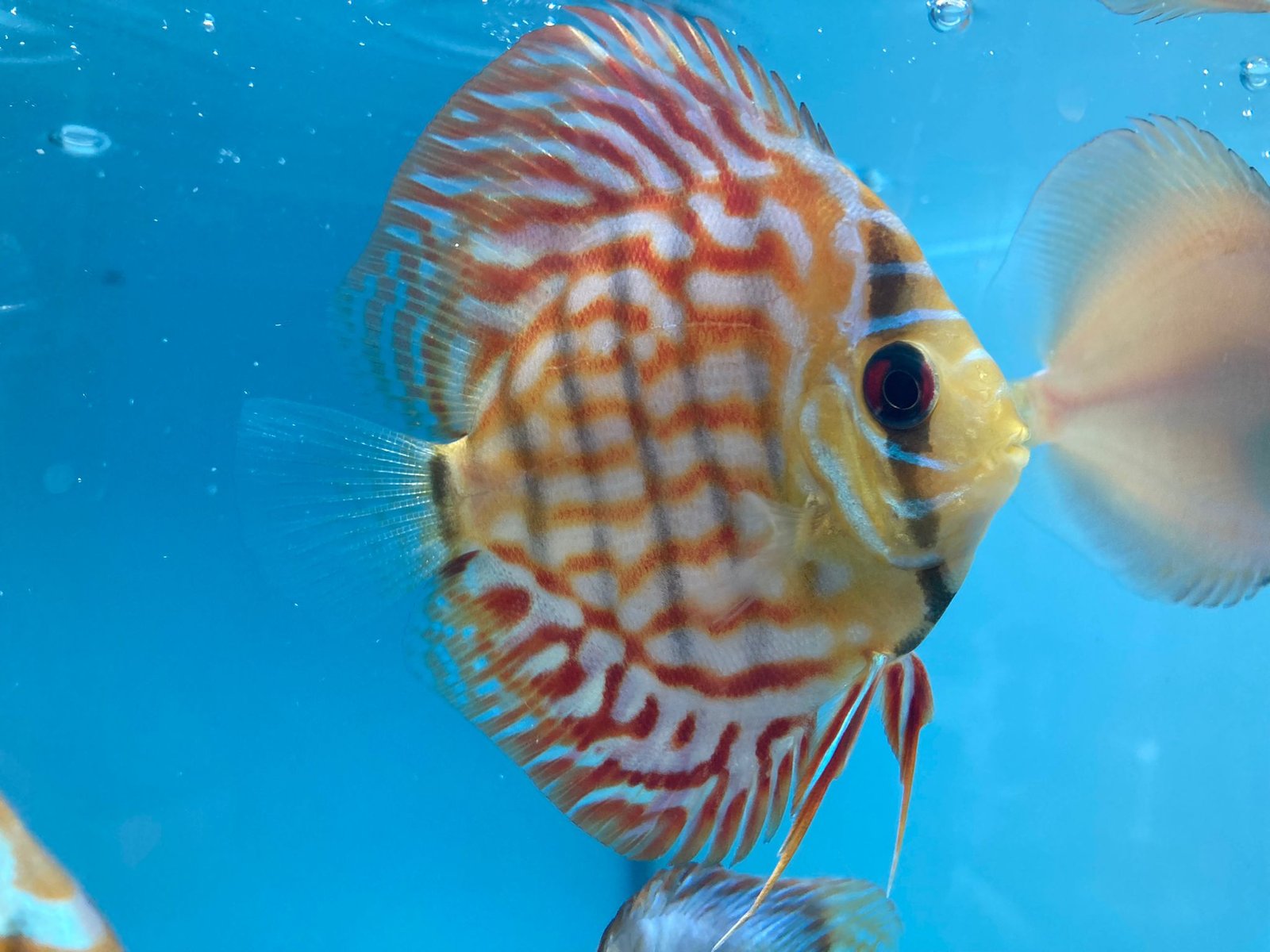 German Wonder - Rainforest Fish