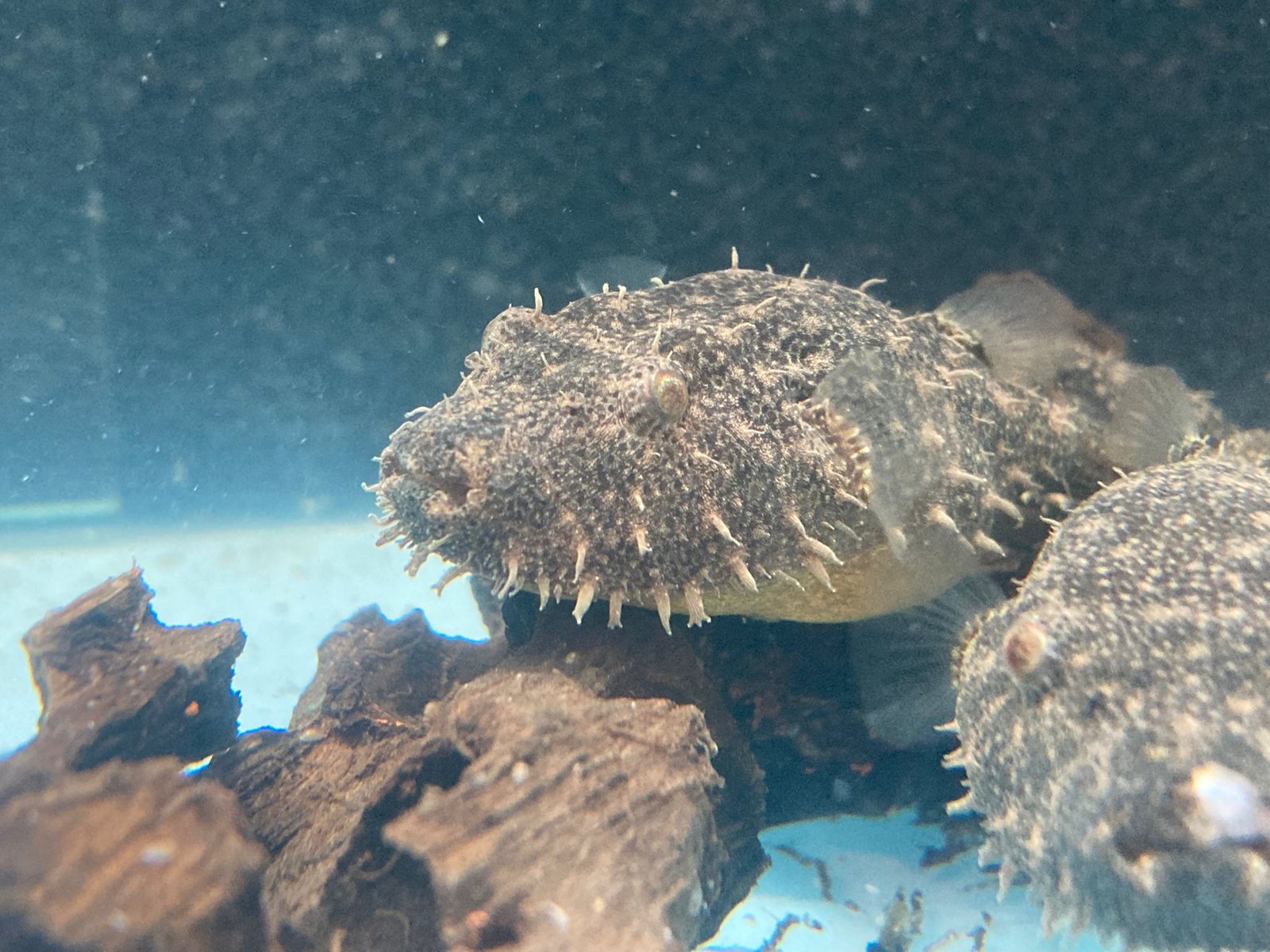 Harry Puffer – Rainforest Fish