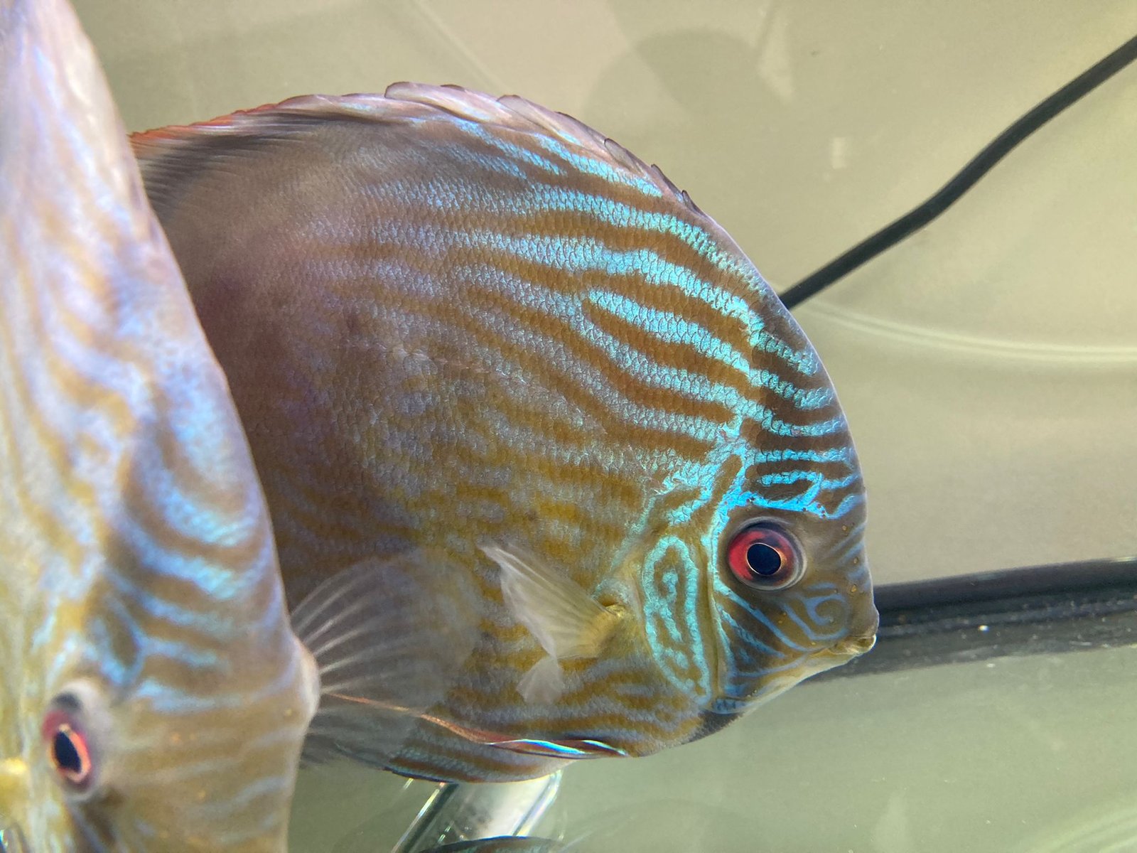 Wild Discus Oriximina Super Color - Rainforest Fish