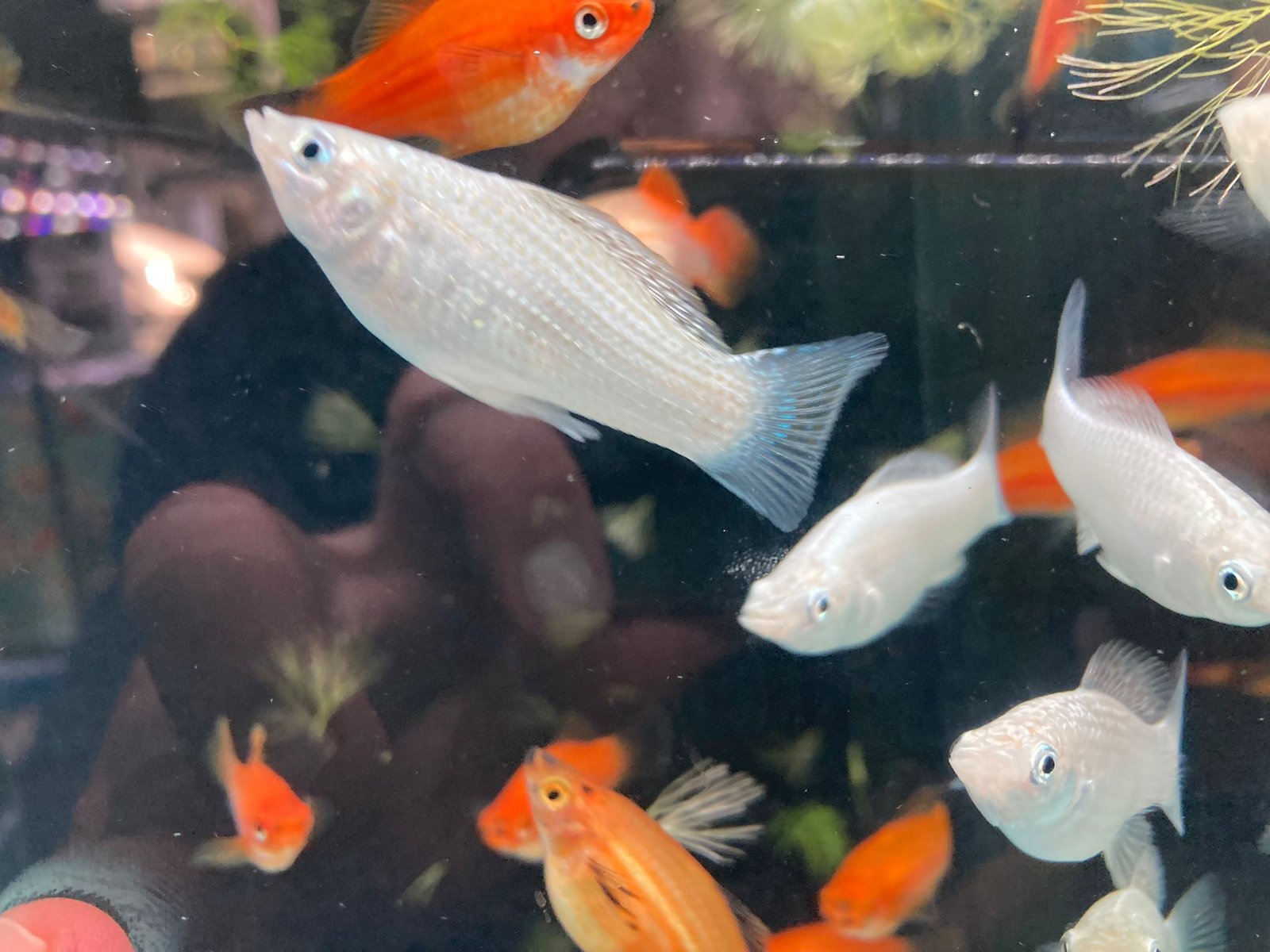 Silver Sailfin Molly – Rainforest Fish