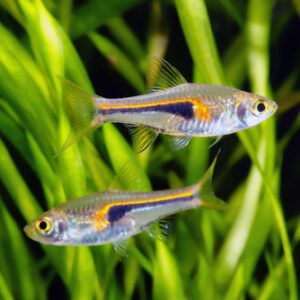 Tropical Fish Archives - Rainforest Fish
